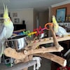 Ringneck Parrot Felted Miniature. Ringneck Replica. Rose-ringed ...