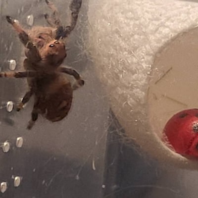 2 Pack Pixie Cup Live Lichen Moss for Terrariums Fairy Gardens Bonsai ...