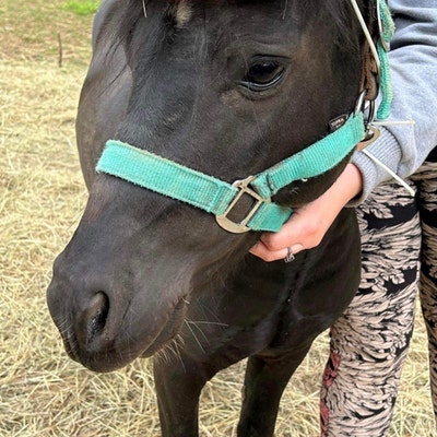 Dragon Hunter Horse Costume Medieval Barding Costume - Etsy