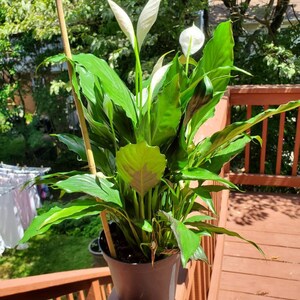 Spathiphyllum Flower Bunch Peace Lily Easy Care Live Plant | Etsy