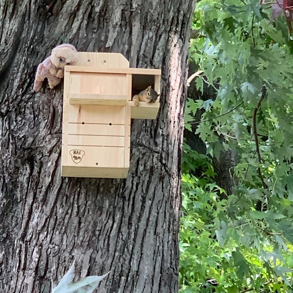 Squirrel House Squirrel Nesting Box Gray Squirrel House Predator