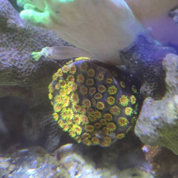 Bicolor Frogspawn Coral Frag Saltwater Aquarium Corals - Etsy