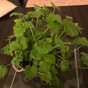 Syngonium 'merry Maria' Houseplant Arrowhead House | Etsy