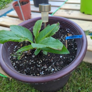 HEAVEN BLUE MILKWEED Tweedia Seeds Rare Blue Milkweed / Blue Milkweed ...