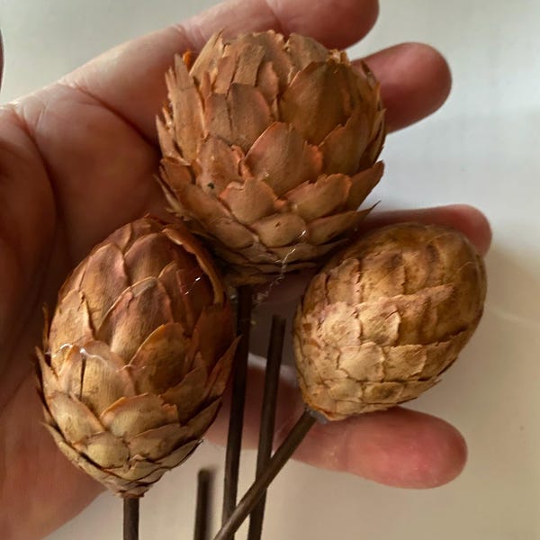 Dried Protea Flower Balls，natural Protea Buds，dried Flower for Vase，diy ...