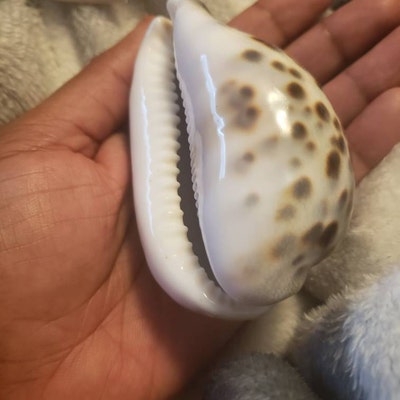 Polished Tiger Cowrie Sea Shell Premium Quality Rare Natural Display ...