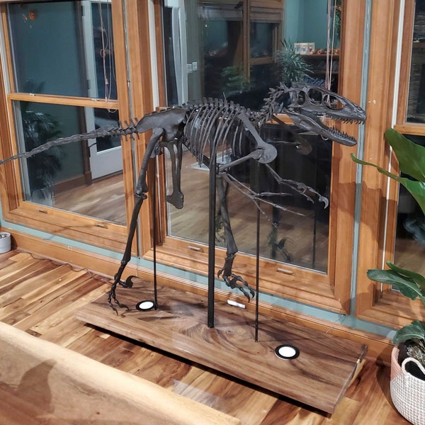 TYRANNOSAURUS REX Dinosaur Mounted T Rex Skeleton Fossil Replica 12 Ft (4m) - as Seen on BBC ...