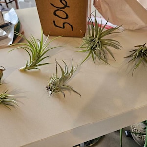 Neglecta Mini Air Plants Tillandsia, Air Plant, Indoor Plant, House ...