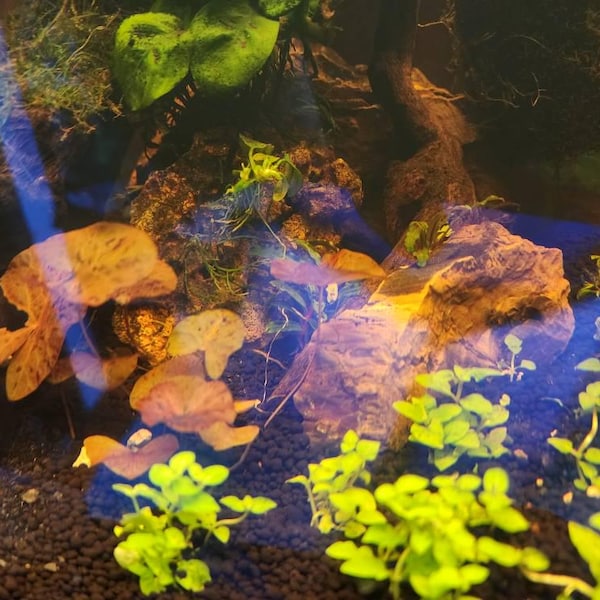 Windy Pods for Shrimp, Fish, Aquariums Craft Supplies Botanicals - Etsy