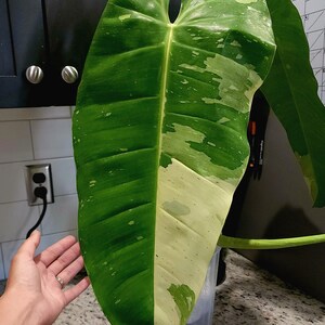 Brazil Pothos Cutting - Etsy