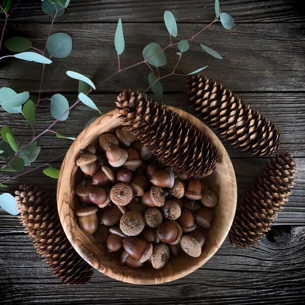 JUMBO Acorns Extra Large Acorns Natural Acorns Real Acorns Christmas ...