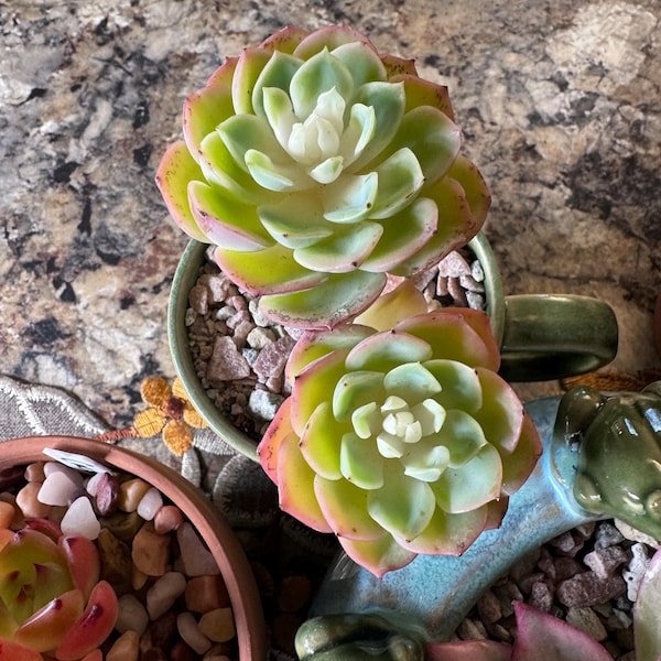 Echeveria 'red Coral' , Rare Live Succulent - Etsy