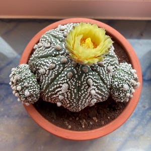 Euphorbia Obesa Hybrids Clusters Rare Plant Live Plant - Etsy