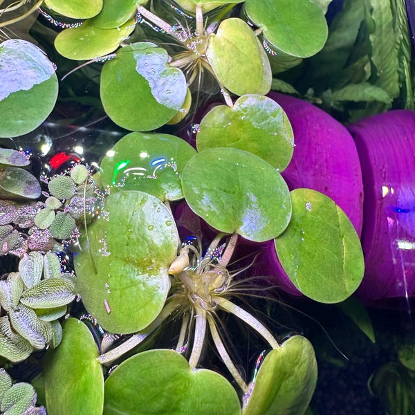 Amazon Frogbit, Limnobium Laevigatum, Live Aquarium/aquatic/floating ...