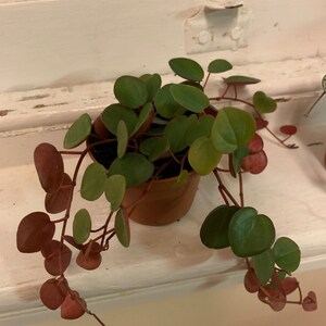 Peperomia Ruby Cascade Trailing Peperomia Trailing Plant - Etsy