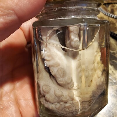 Natal Plum, Large Num Num Plant Cutting Organic Fruit Carissa ...