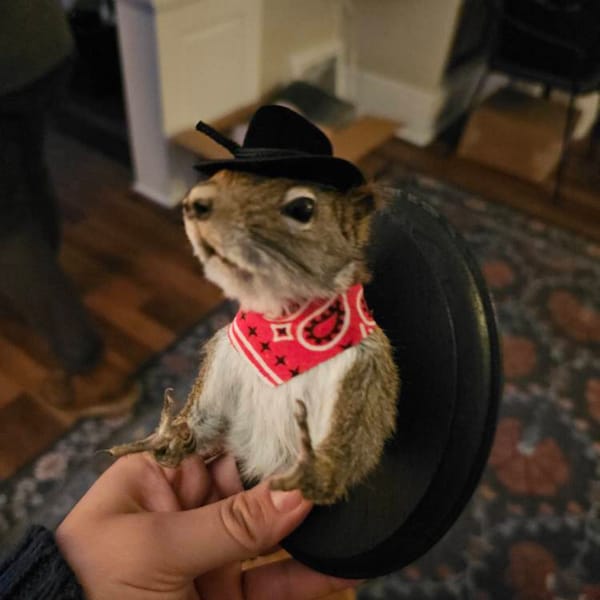 Cowboy Bandit Taxidermy Squirrel Western Country Finger Guns - Etsy