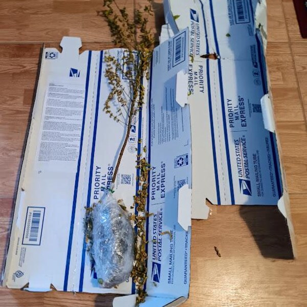 Olive (olea Europaea) Aceituna Tropical Live Tree 10inch-18inch ...