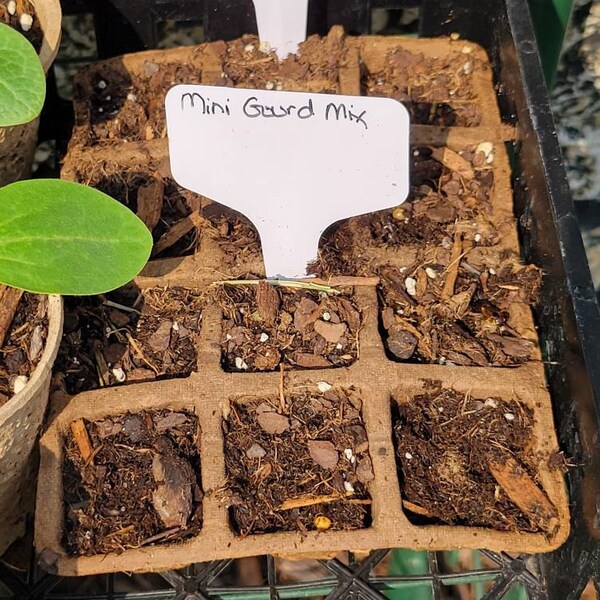 Mini Gourd (heirloom Mix/ C.pepo) Seed Mix: Fall Seed Mix, Gourd Seeds ...
