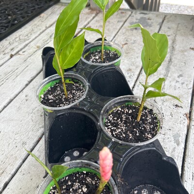 10 Red Custard Apple Seeds, Rare, Exotic and Delicious, Beautiful Fruit ...