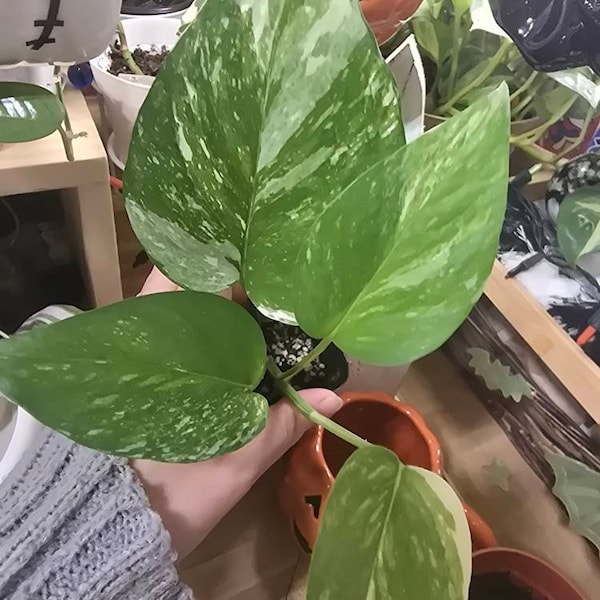 Epipremnum 'colorado Constellation' Rare Pothos - Etsy