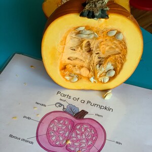 Pumpkin Mini Unit Study - Etsy