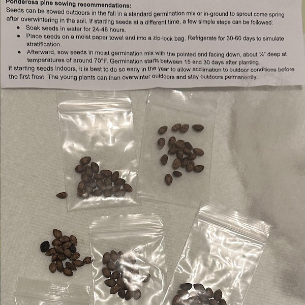 Ponderosa Pine Tree Seeds (pinus Ponderosa) FRESH SEEDS! - Etsy