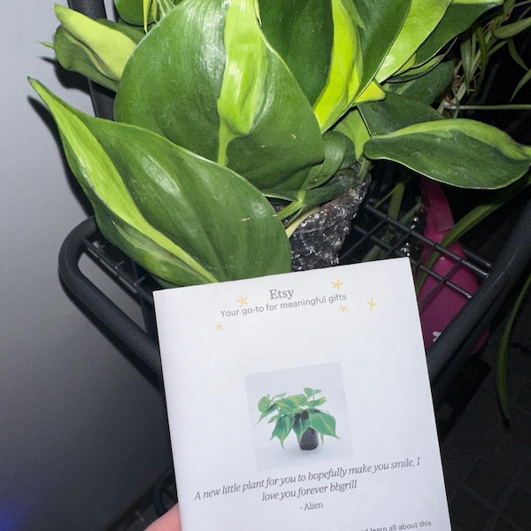 Myrtle Topiary Tree Live Bonsai Tree Houseplant for Christmas ...