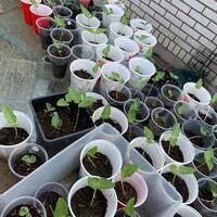 LARGE PACKAGE 300 Seeds Garlic Chive Seeds asian Herb Organic 韭菜 Gow ...