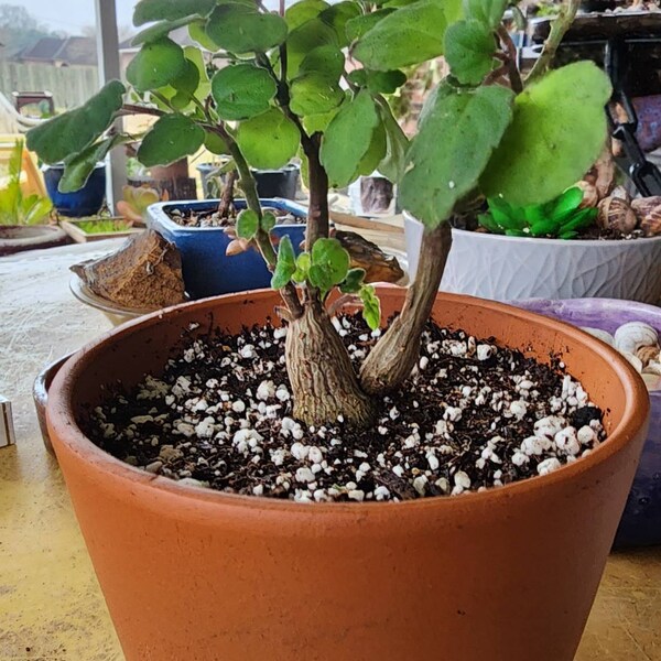 Bonsai Mint plectranthus Ernstii Caudex - Etsy
