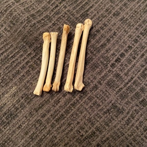 5 Real Bone Water Buffalo Teeth Taxidermy Genuine Tooth Bones | Etsy