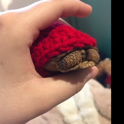 Tortoise Sweaters, Pet Costume, Turtle Sweater, Cute Animals, Tortoise ...