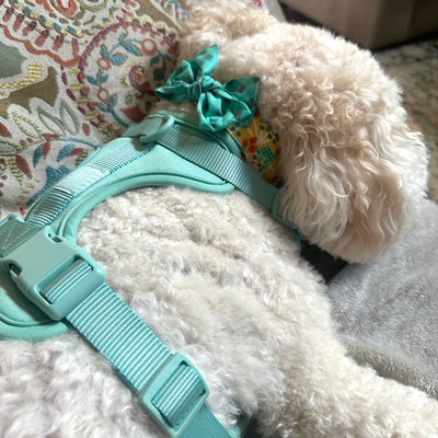 Mustard Yellow Pinstripe Pet I.D. Tag Yellow Stripe Girl or Boy Dog Tag ...