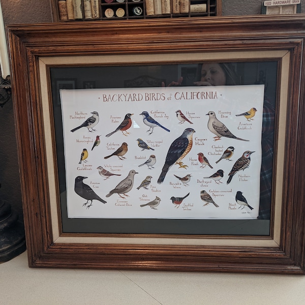 California Backyard Birds Field Guide Art Print / Watercolor Painting ...