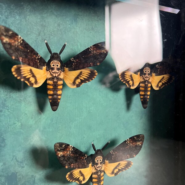 Small Luna Moth Paper Cutouts Set of Three Pieces One Sided - Etsy