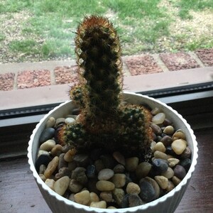 Fire Mammillaria Elongata Copper King Cactus Rare Succulent Live Cacti ...