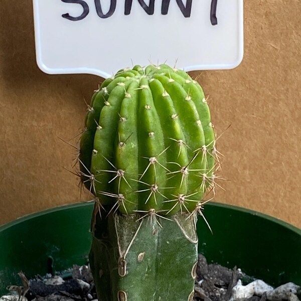 Navi Hand-numbered Paint Horse Watercolor Print - Etsy