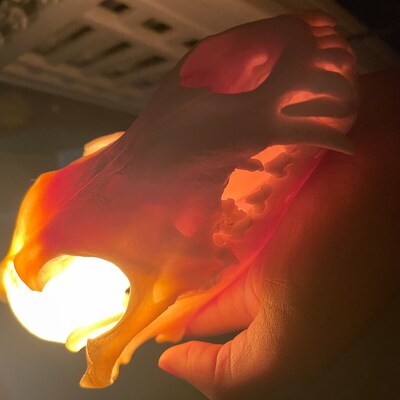 7-10 Hanging Light Puffer Fish Real Blowfish Lamp Taxidermy Animal ...