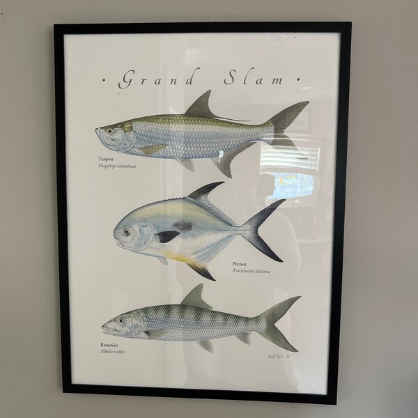 24x36 Offshore Fishes of the Atlantic & Gulf of Mexico Poster, Offshore ...