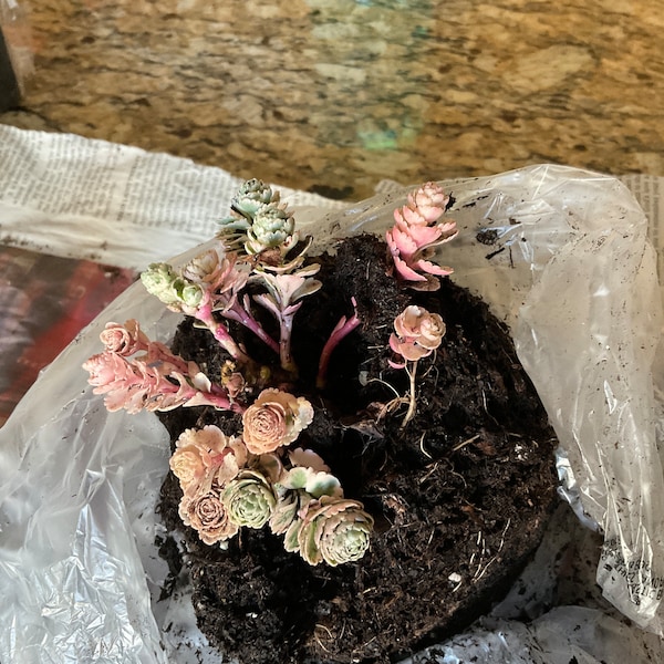 Sedum Atlantis Stonecrop Succulent Perennial. Super Healthy. - Etsy