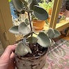 3X Senecio Serpens Dwarf Mini Baby Blue Chalk Sticks Curio 3" Succulent ...