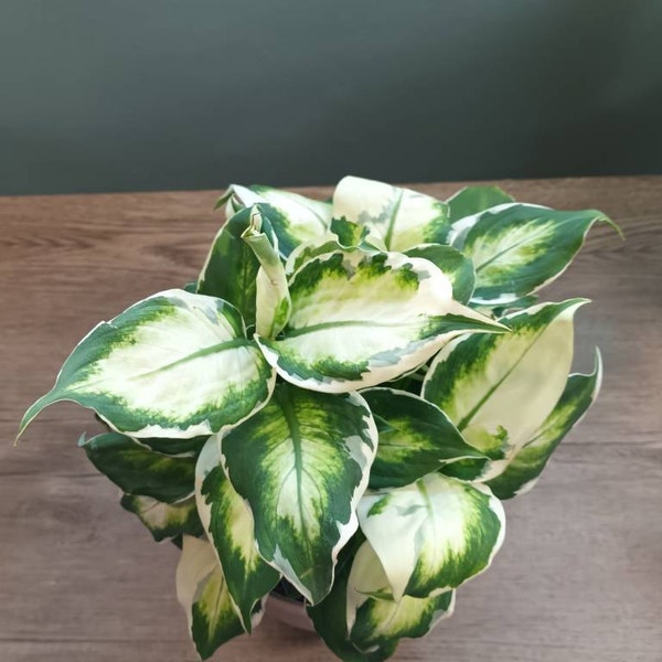 Mican Philodendron Velvet Leaf Philo Indoor & Outdoor Live Tropical ...