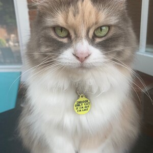 Cute Custom Pet ID Tag indoor Only Cat If I'm Out I'm Lost on the Front ...
