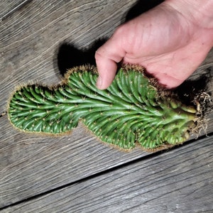 Rare Cactus Mammillaria Gracilis Fragilis Monstrose P7 Summer-dormant ...
