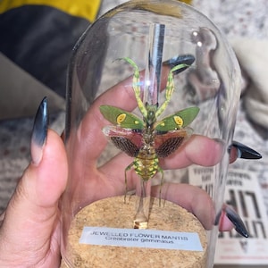 Colourful Lanternfly pyrops Gunjii Cicada Glass Bell Cloche | Etsy