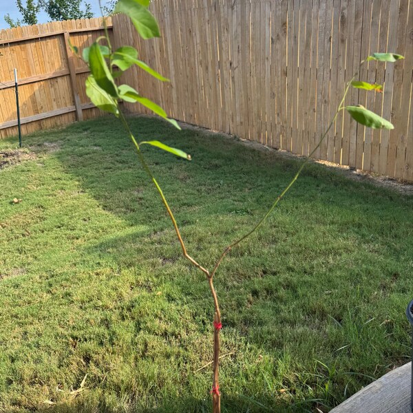 Bacon Avocado Tree- 1 Feet Tall - Grafted Tree - Ship in Plastic Bag - Etsy
