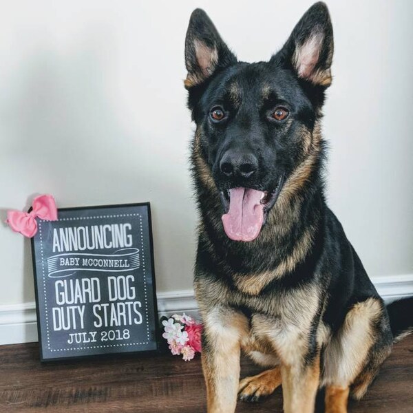PRINTABLE Announcing Baby Guard Dog Duty Chalkboard Pregnancy ...