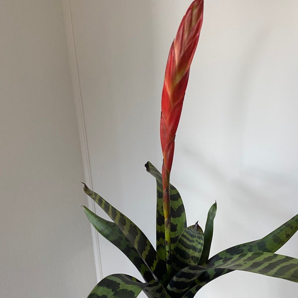 XL 1 to 2 Ft Tall BROMELIAD the Flaming Sword Plant botanical Name ...
