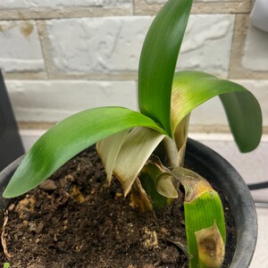 Flanders Fig Live Plant 2ft Tall Ship in 6 Pot - Etsy