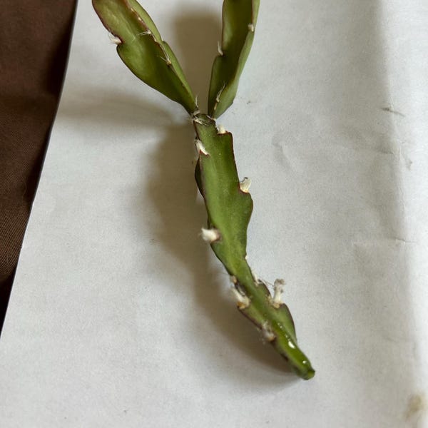 Aloe Ghost - Aloe Striata Hybrid 'ghost Aloe' Beautiful Real Aloe Plant ...